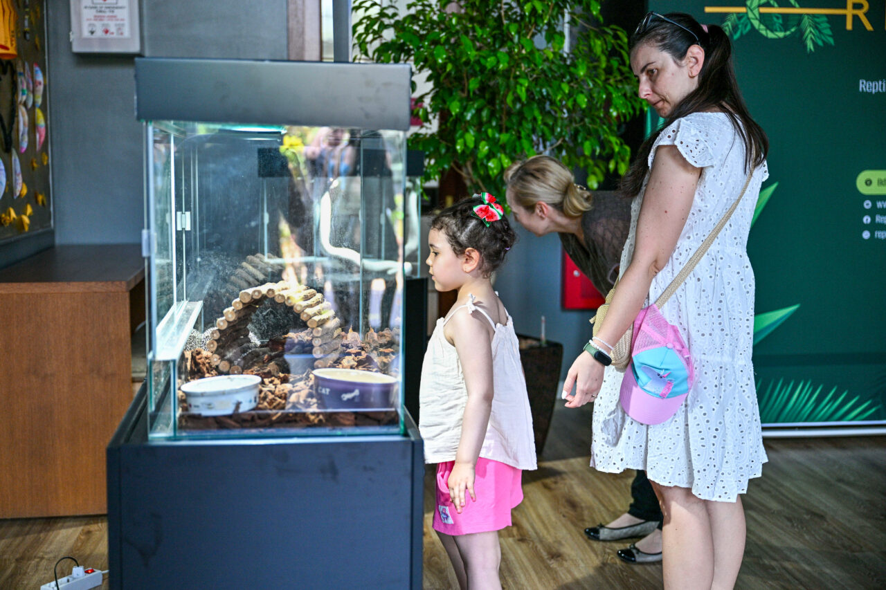 Safari Jungle Fun at our Unforgettable Summer Fair! - British School of ...
